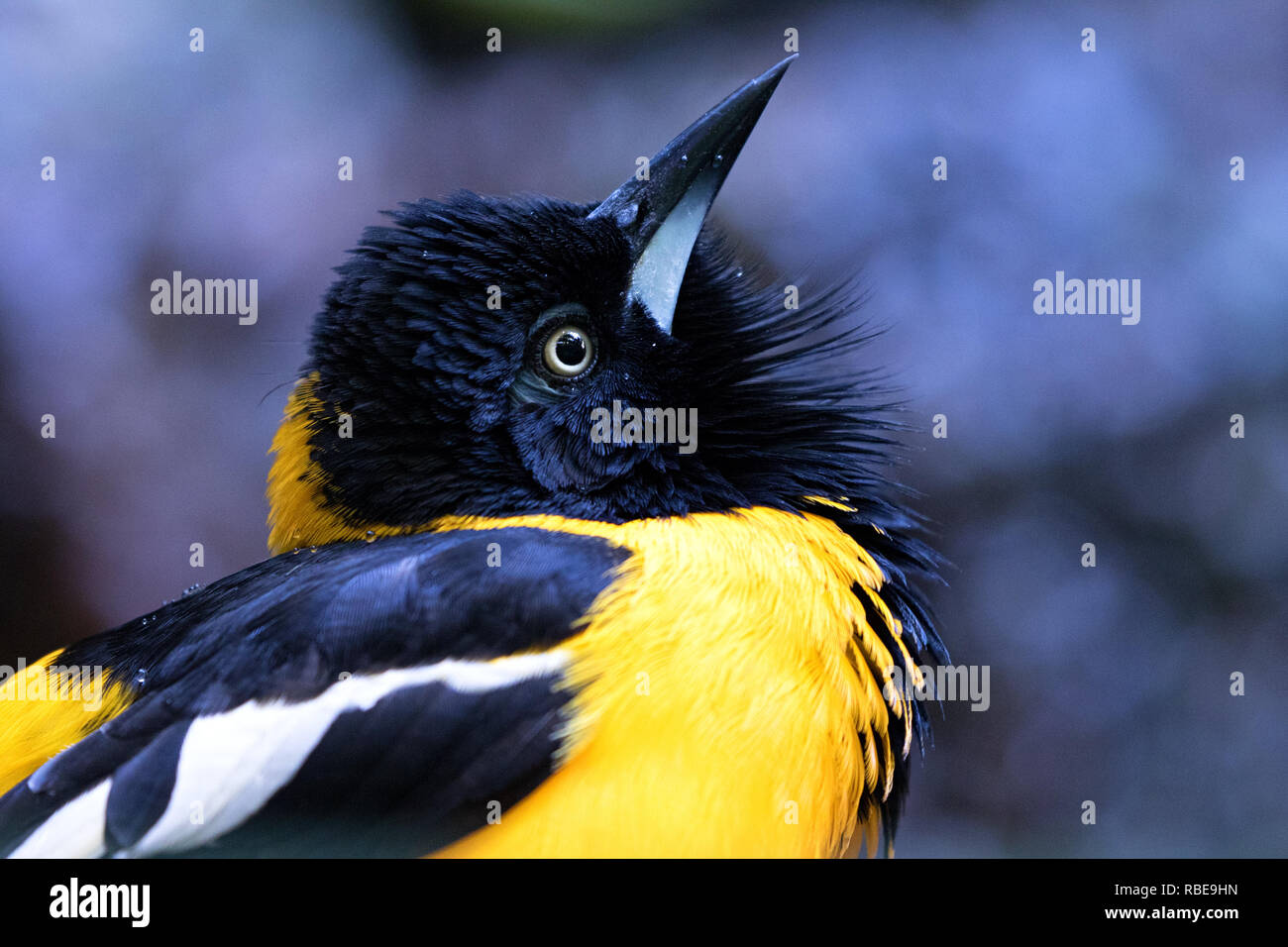 Icterus icterus hi-res stock photography and images - Alamy