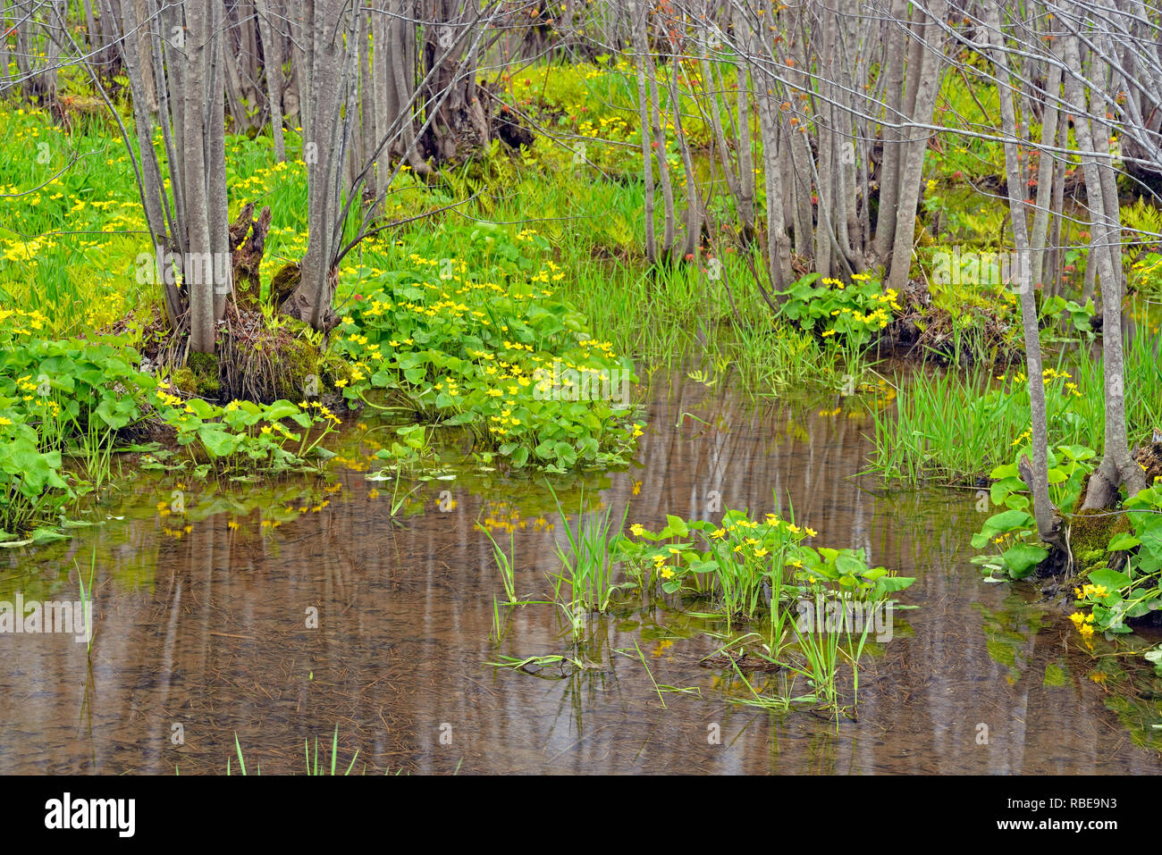 Grasses and ferns hi-res stock photography and images - Alamy