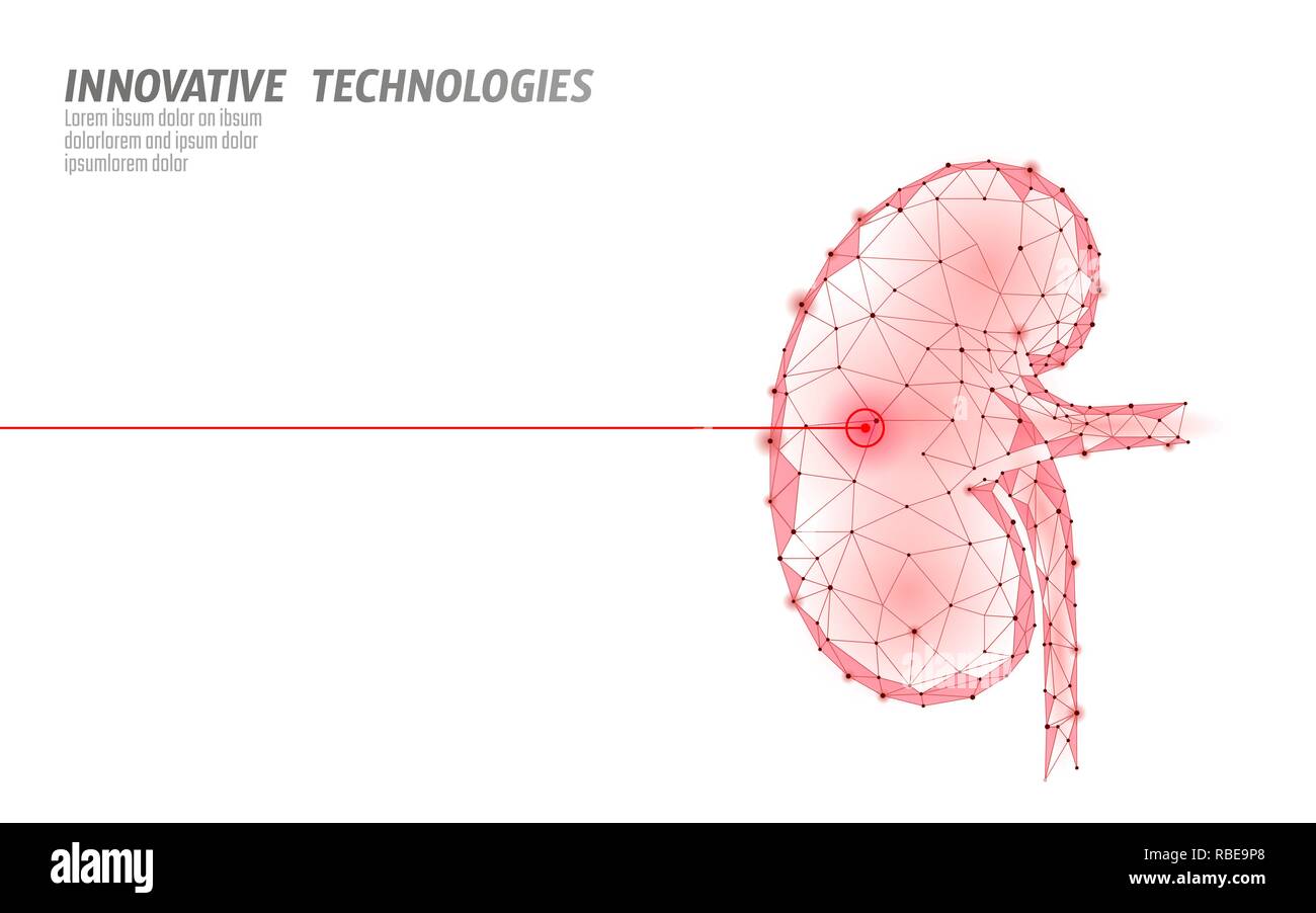 Biology kidney model hi-res stock photography and images - Alamy