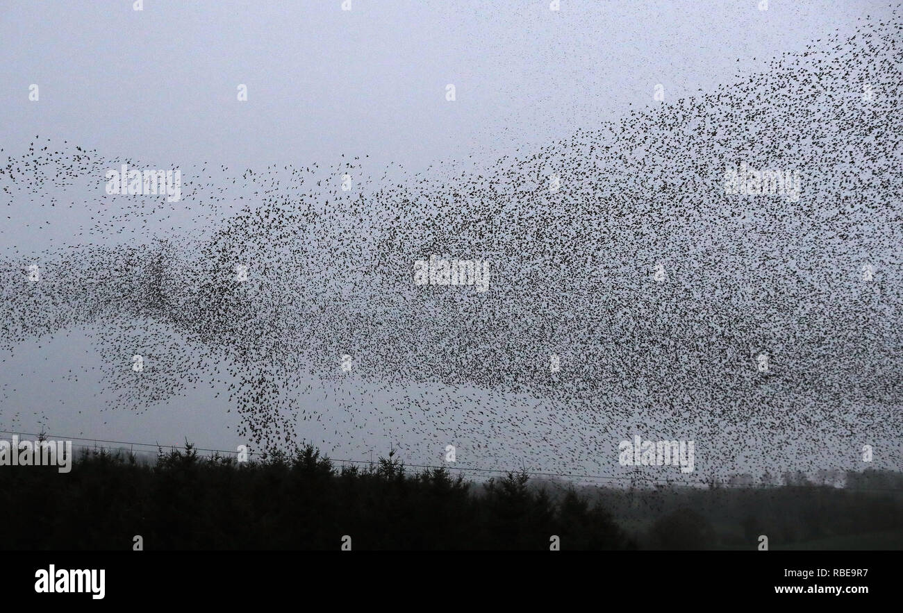 A murmuration of starlings in Nobber, Co. Meath Stock Photo - Alamy