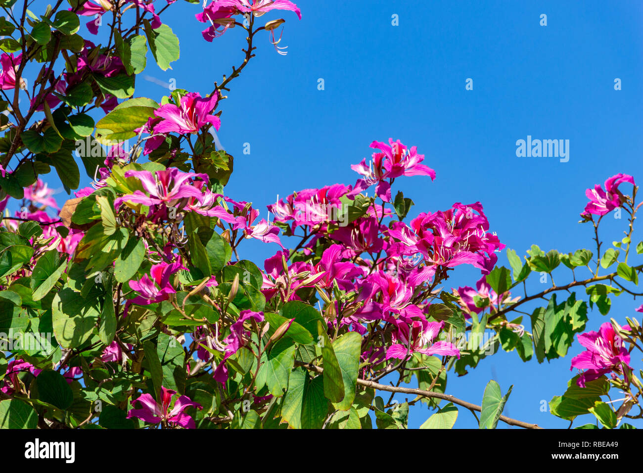 Hong Kong Orchid Tree (Bauhinia × blakeana) - Topeekeegee Yugnee (TY ...