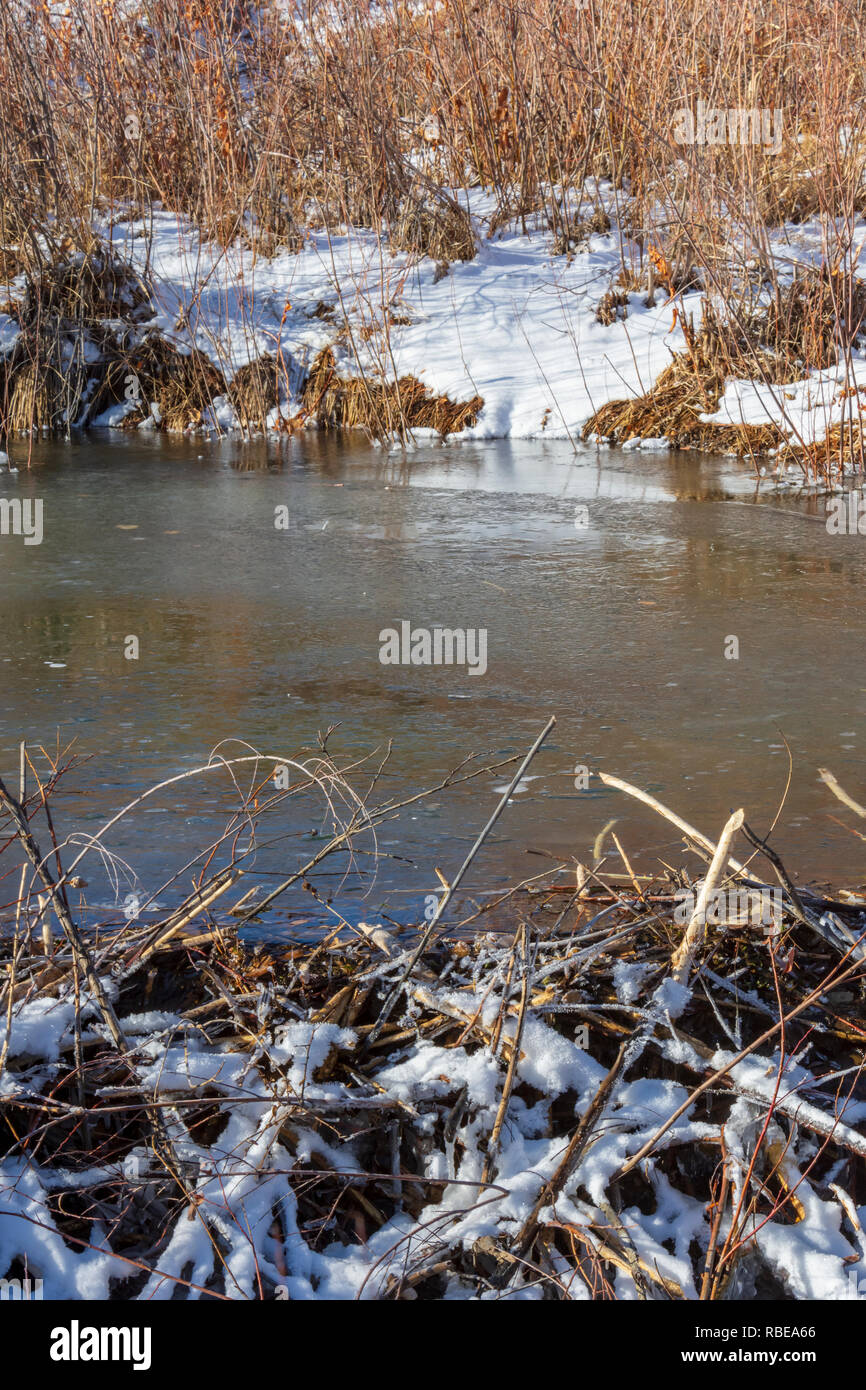 Beneficial mammals hi-res stock photography and images - Alamy