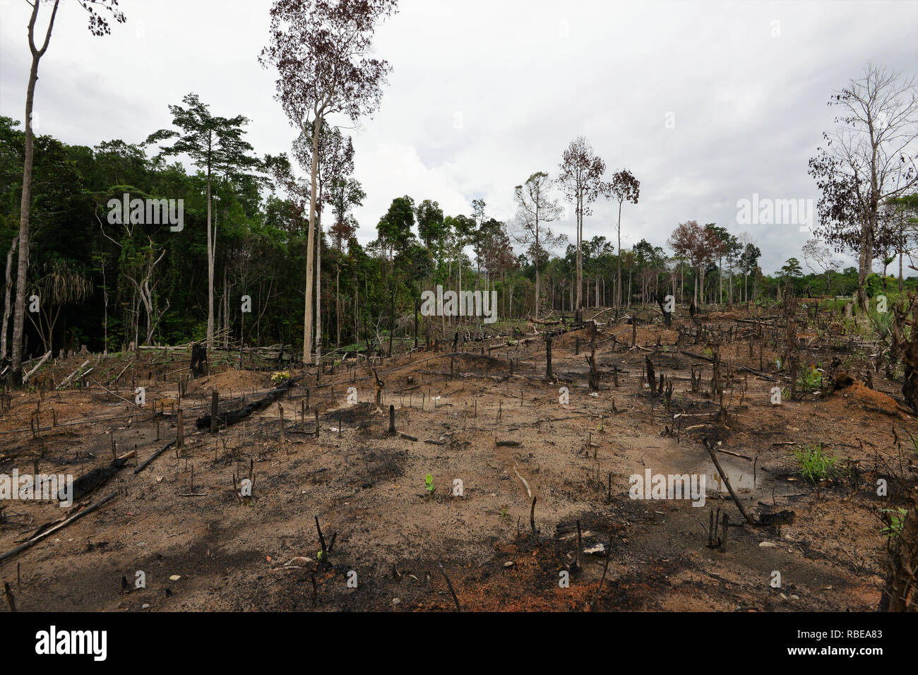 Slash and burn is a method of farming whereby the natural vegetation ...
