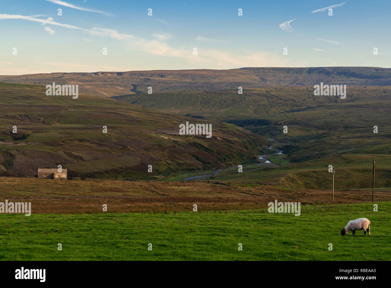 Cumbria landscape with a stone hut and a sheep, seen from the A686 ...
