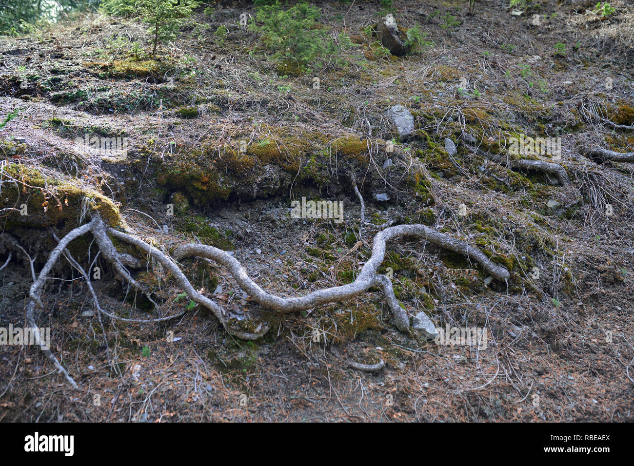 Roots of the old tree in deep forest Stock Photo - Alamy