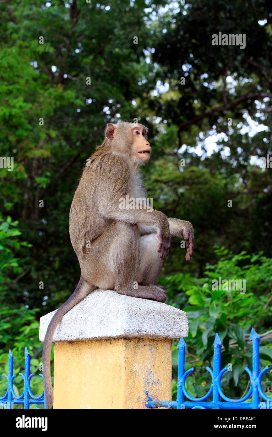 Sitting curious looking Monkeys in tropical Vietnam Stock Photo - Alamy