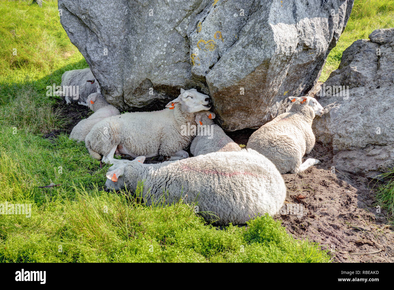 Sheep lamb lying on grass hi-res stock photography and images - Alamy