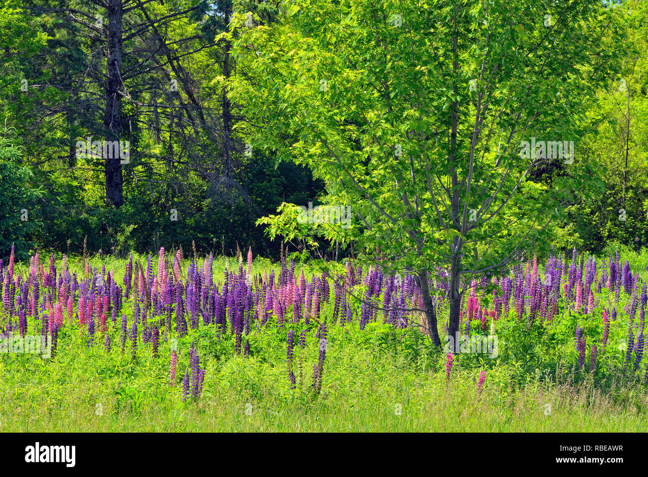 Wisconsin invasive plants hi-res stock photography and images - Alamy