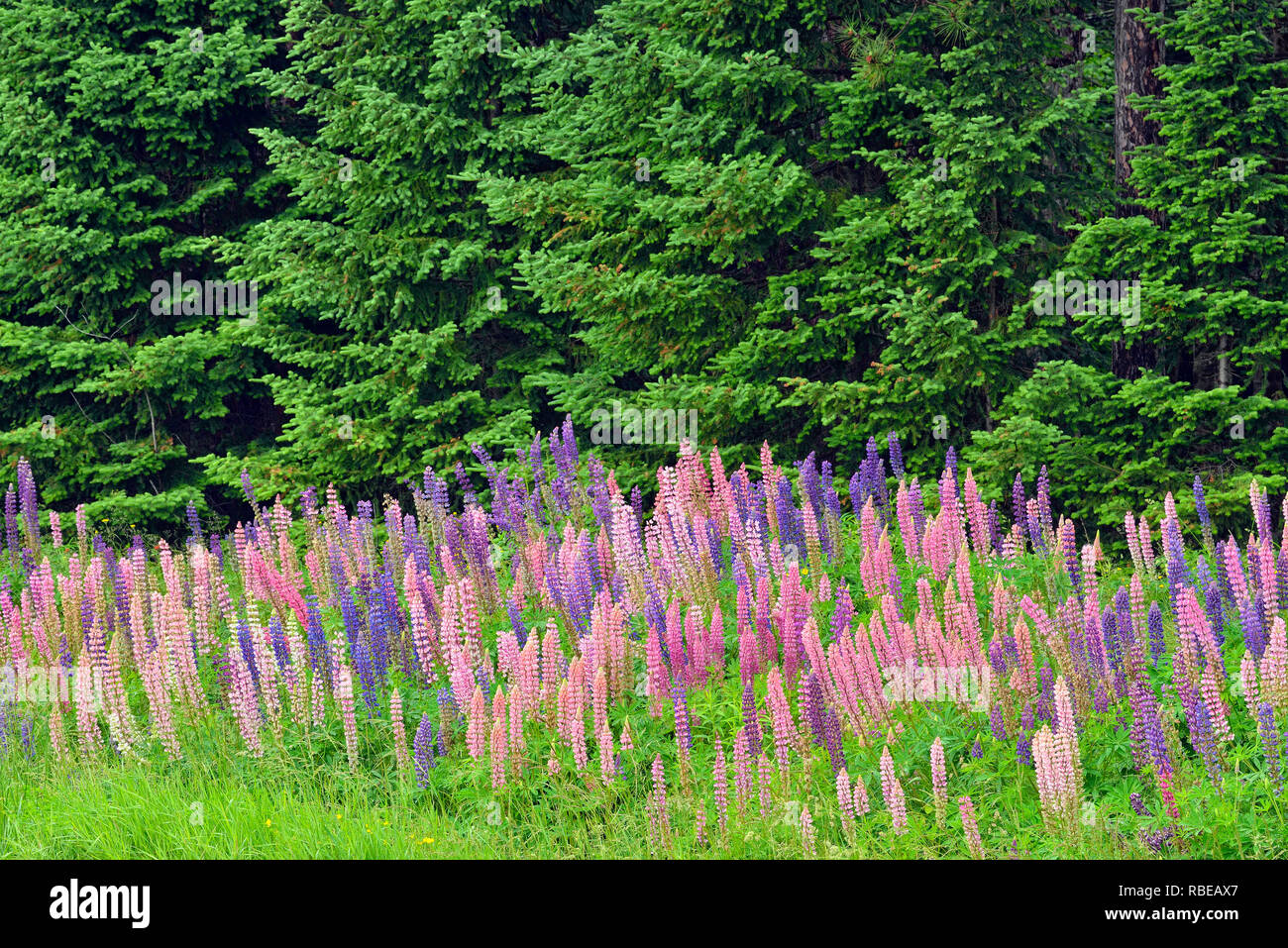 Wisconsin wildflowers hi-res stock photography and images - Alamy