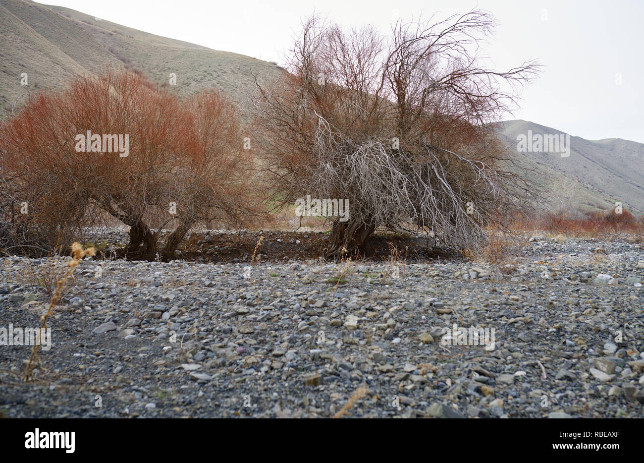Dried trees at rocky place Stock Photo - Alamy