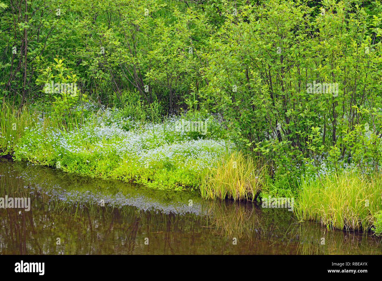 Namekagon river shoreline hi-res stock photography and images - Alamy