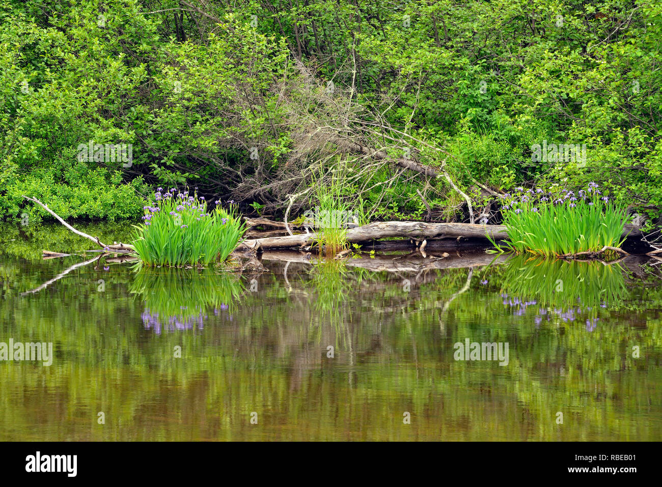 Lush habitats hi-res stock photography and images - Alamy