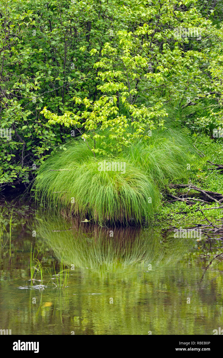 Namekagon river shoreline hi-res stock photography and images - Alamy