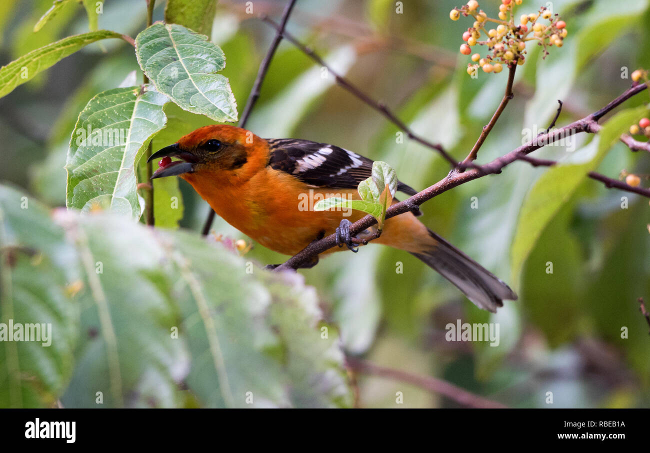 Flame-colored Tanager (Piranga bidentata Stock Photo - Alamy