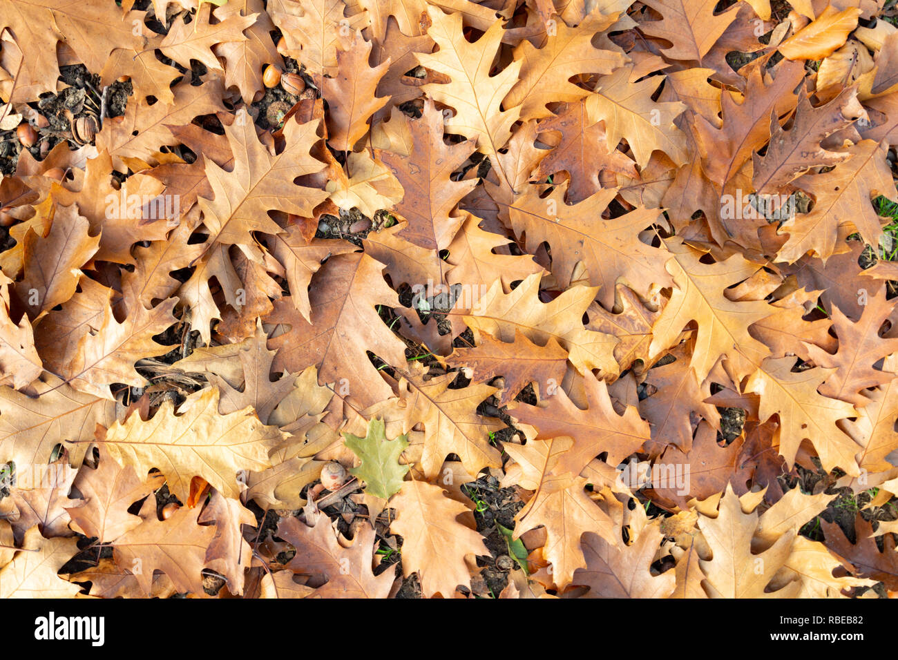 Quercus rubra autumn leaves hi-res stock photography and images - Alamy