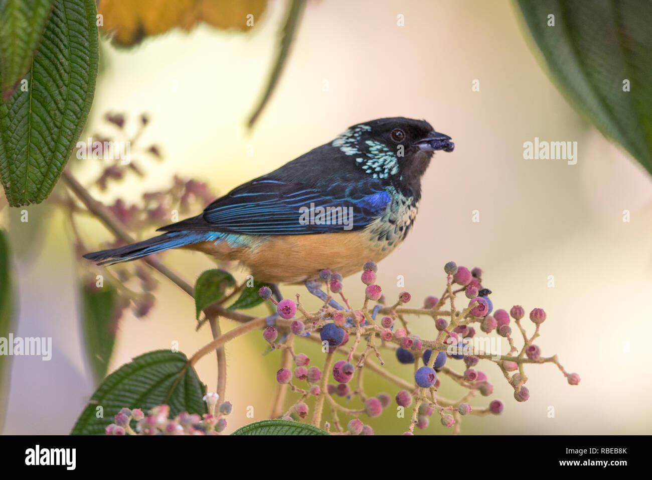 Spangle cheeked tanager hi-res stock photography and images - Alamy