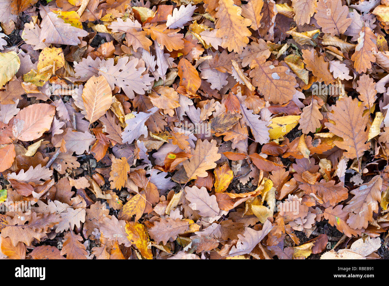Beech and oak leaves fallen onto the ground in forest in autumn fall ...