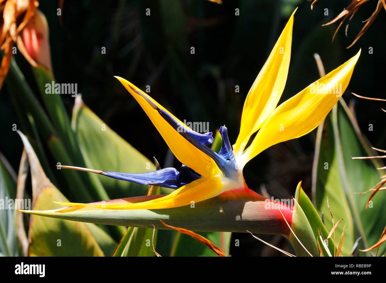 Strelitzia reginae kirstenbosch gold hi-res stock photography and ...