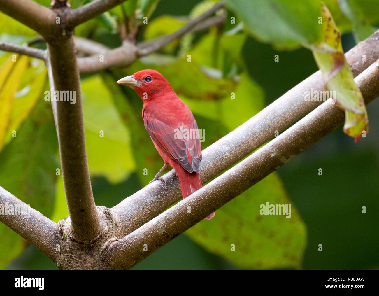 Summer Tanager (Piranga rubra Stock Photo - Alamy