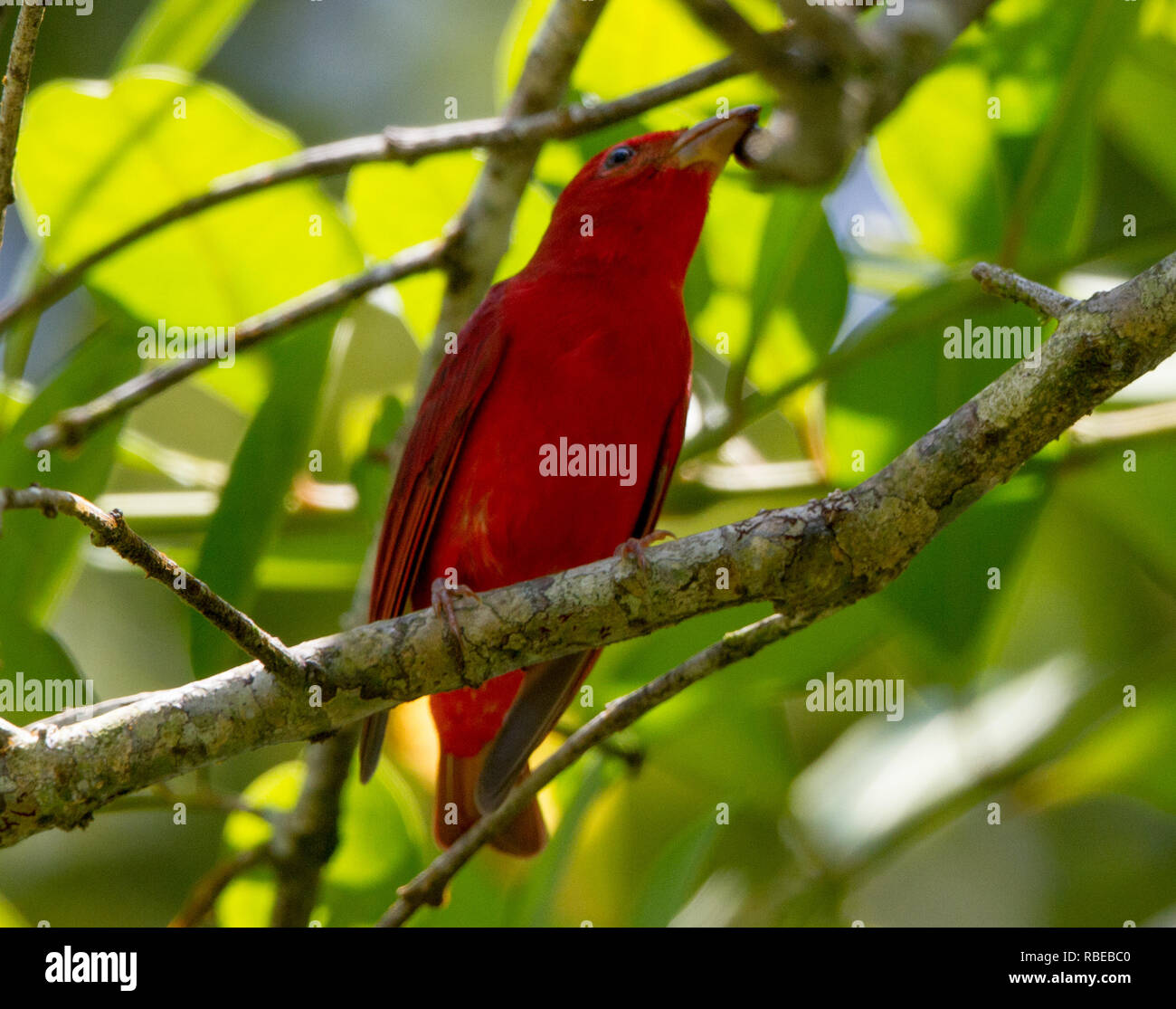 Summer Tanager (Piranga rubra Stock Photo - Alamy