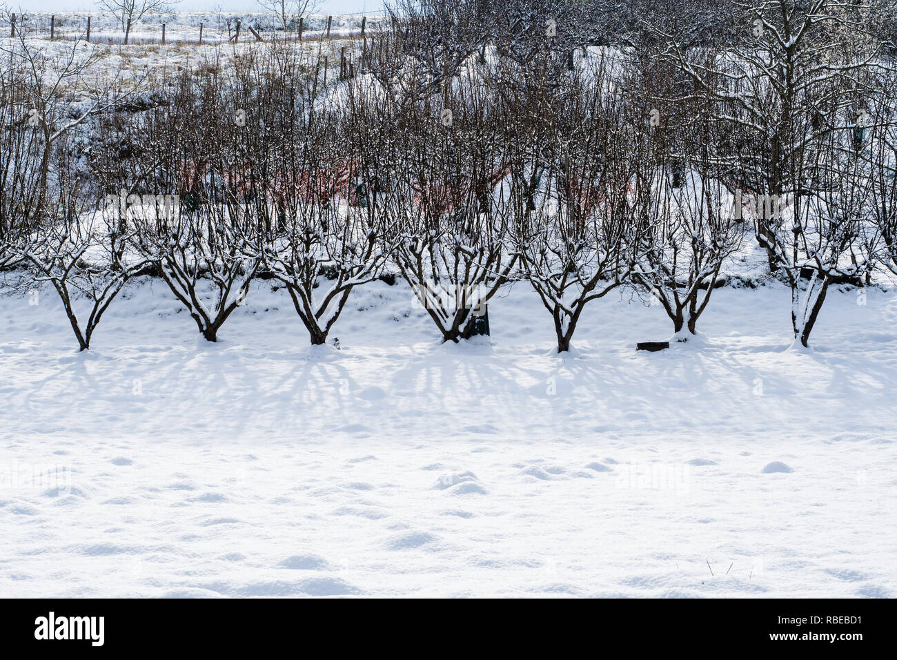 Trees with snow in winter park, Tree line Stock Photo - Alamy