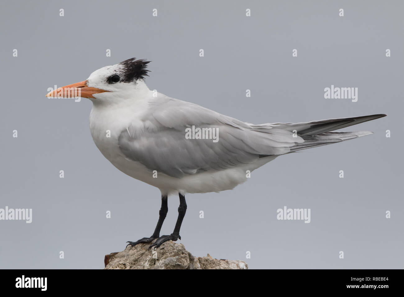 Royal Tern (Thalasseus maximus Stock Photo - Alamy