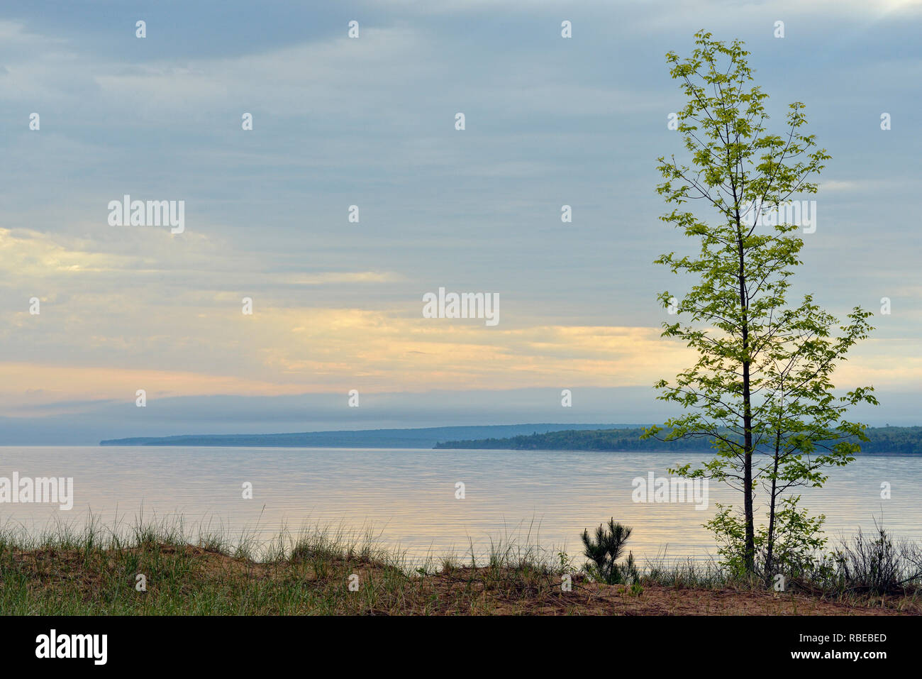 Lake Superior shoreline trees in summer, Au Train, Michigan, USA Stock ...