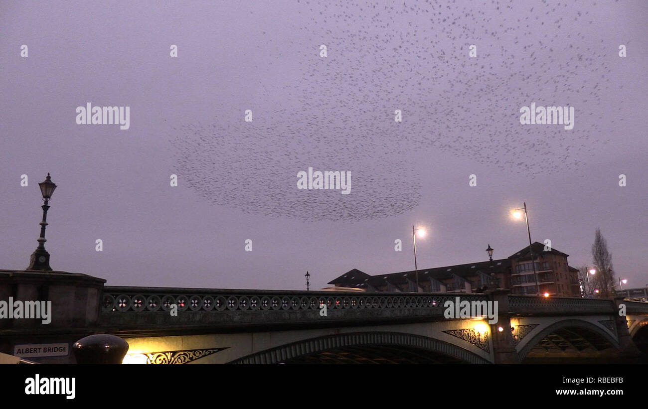 Starlings albert bridge hi-res stock photography and images - Alamy