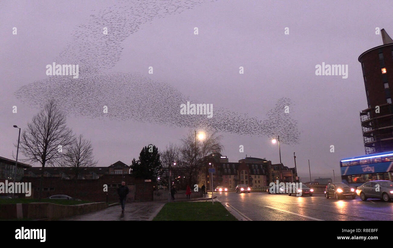 Starlings albert bridge hi-res stock photography and images - Alamy