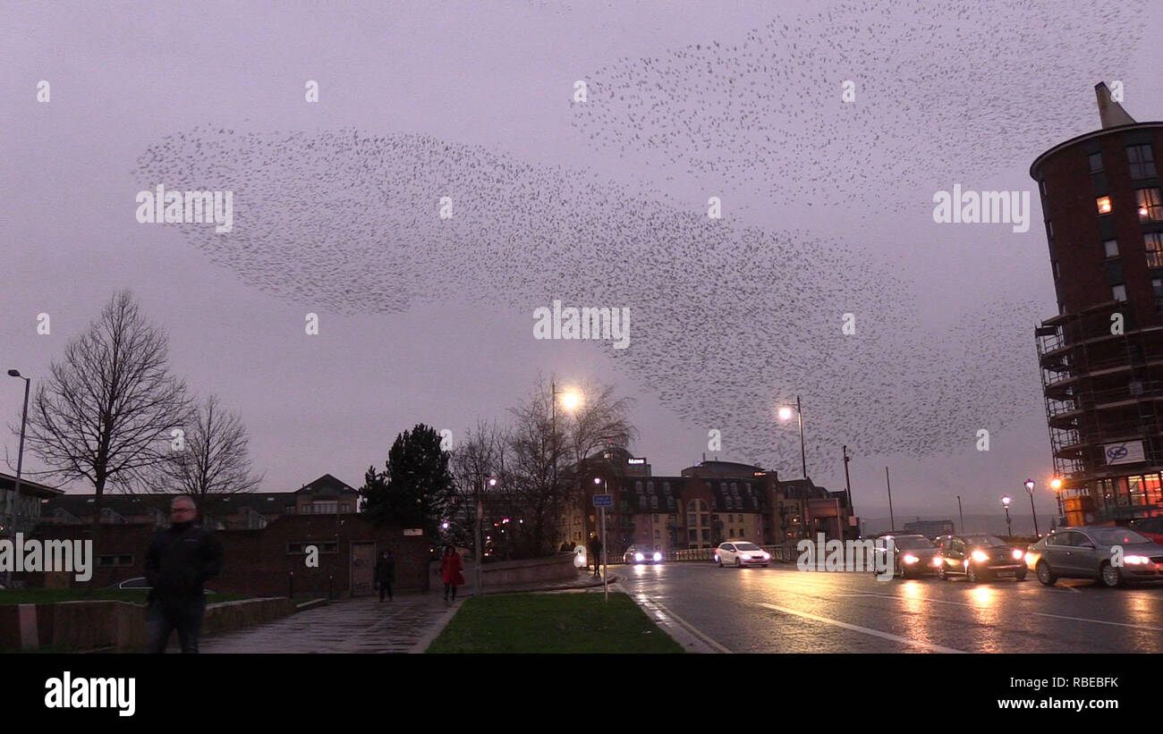 Starlings albert bridge hi-res stock photography and images - Alamy