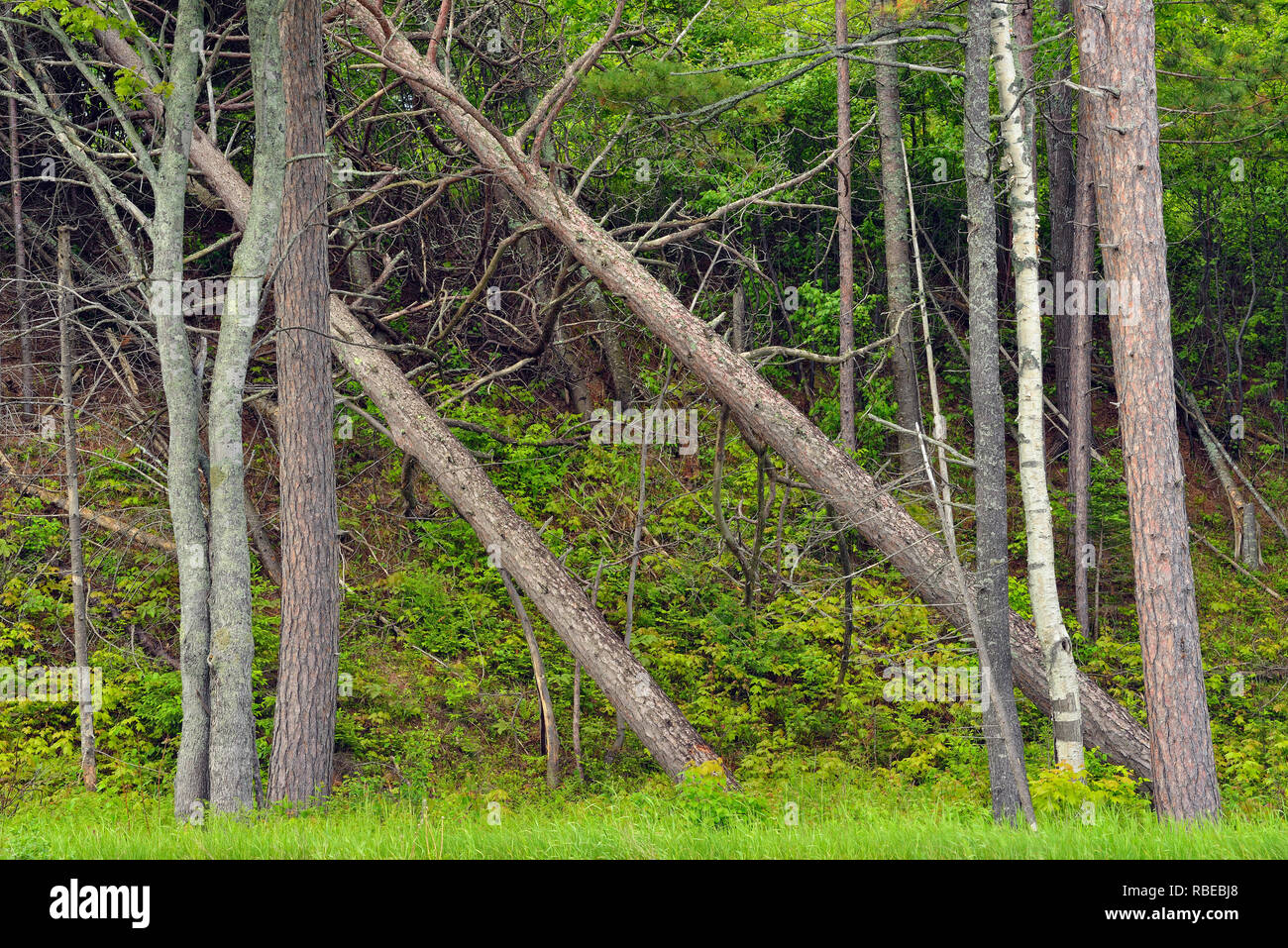 Pine tree trunks, H. J. Rathfoot Roadside Park, Au Train, Michigan, USA ...