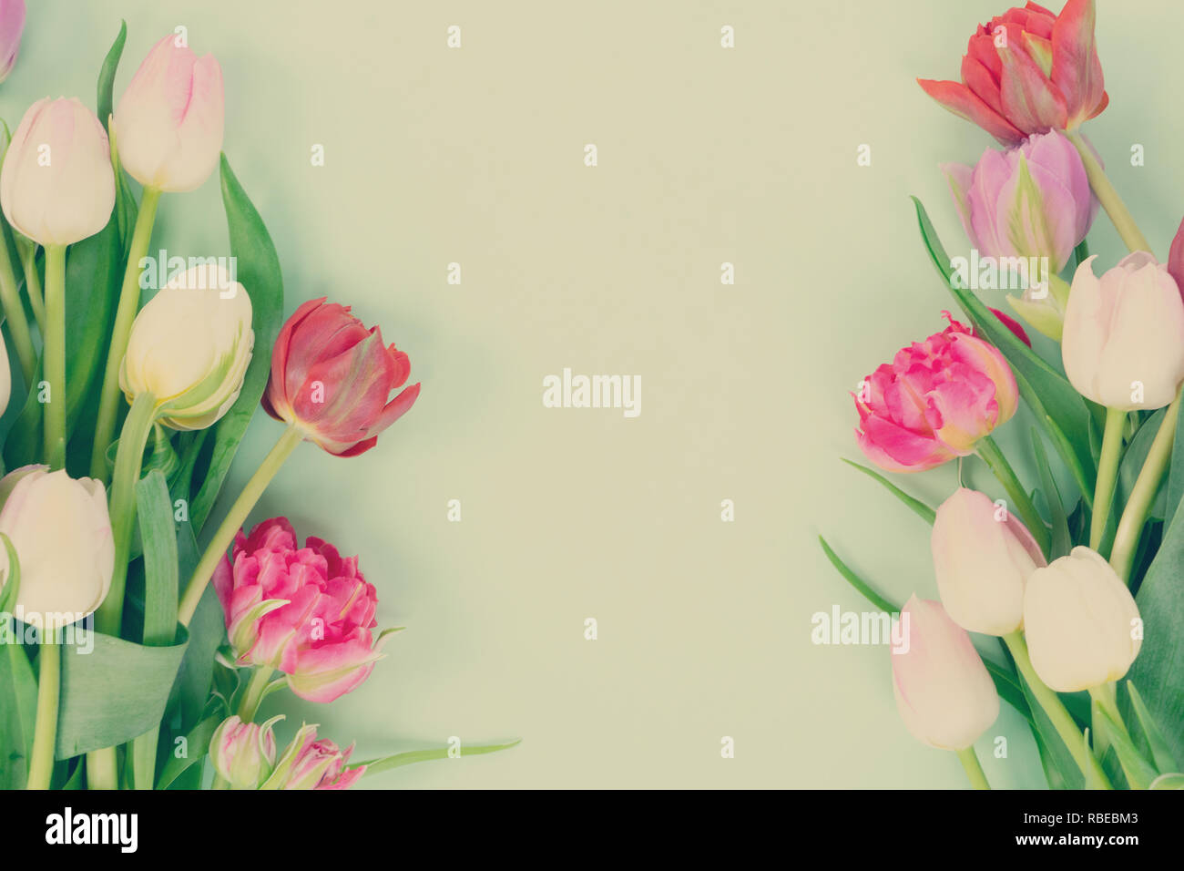 Bouquet of fresh tulips flowers frame on pastel green ment background ...
