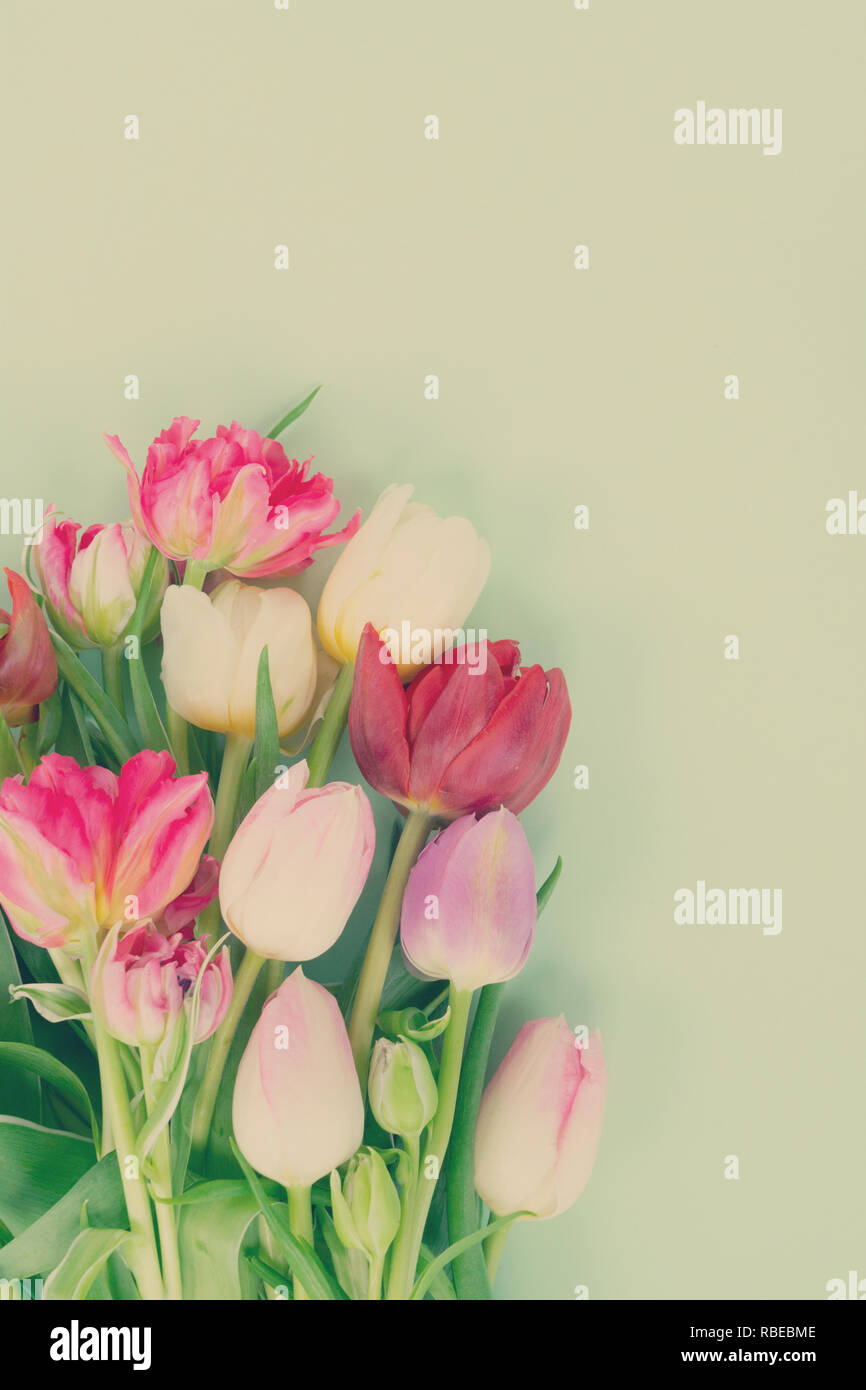 Bouquet of fresh tulips flowers border on plain pastel green ment ...