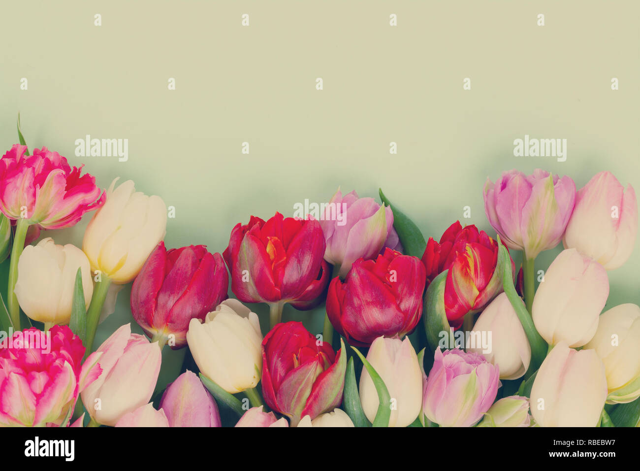 Bunch of fresh tulips flowers border on pastel green ment background ...