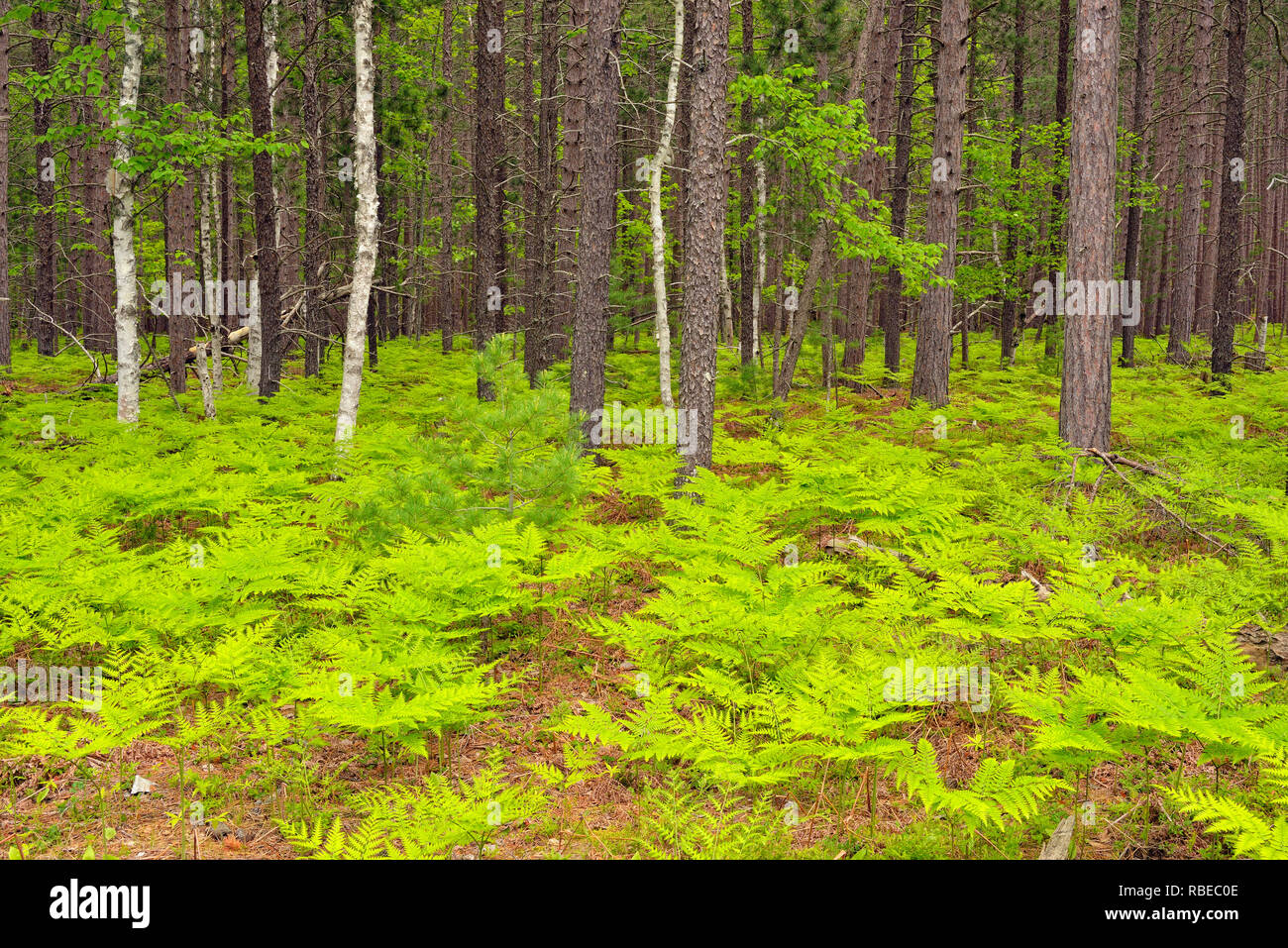 Pine woodland with bracken ferns, Pictured Rocks National Lakeshore ...