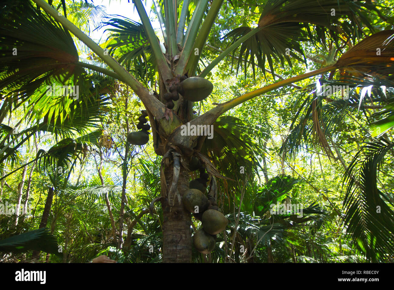 Nut and tree of the coco de mer, a rare species of palm tree native to ...