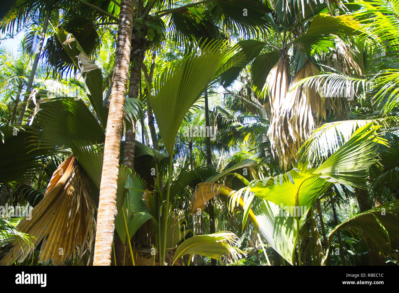 Nut and tree of the coco de mer, a rare species of palm tree native to ...