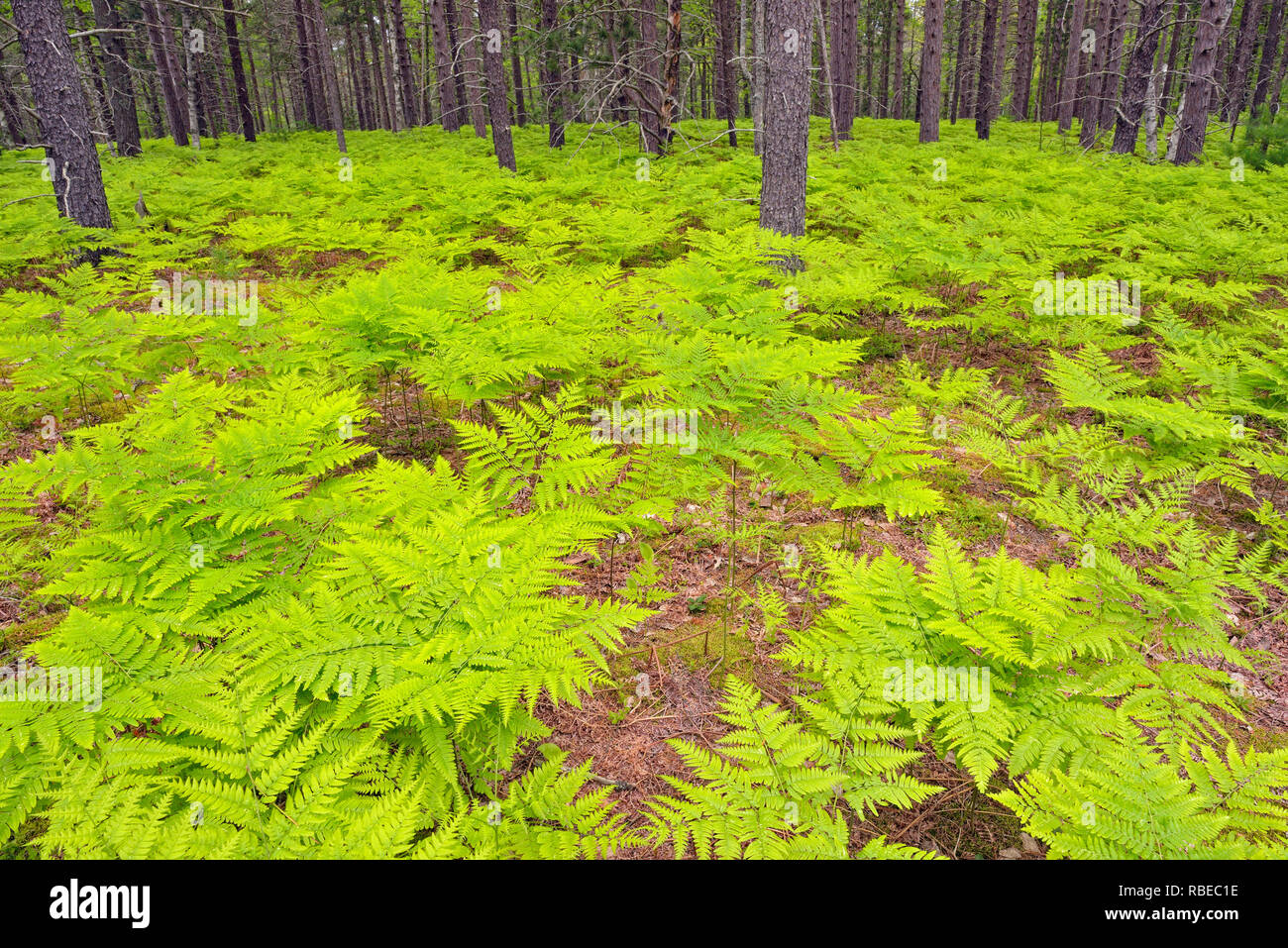 Woodland bracken hi-res stock photography and images - Alamy