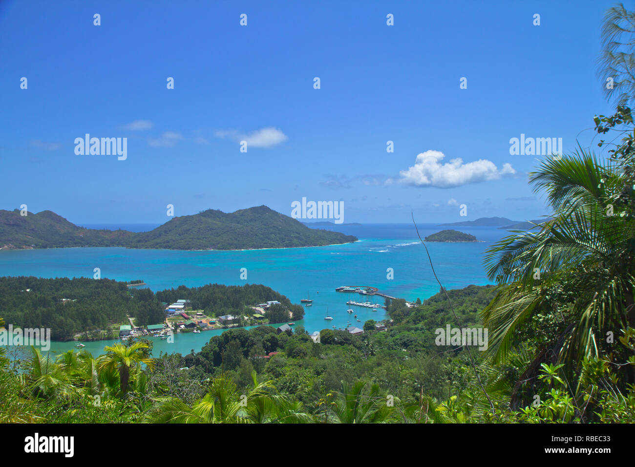Nut and tree of the coco de mer, a rare species of palm tree native to ...