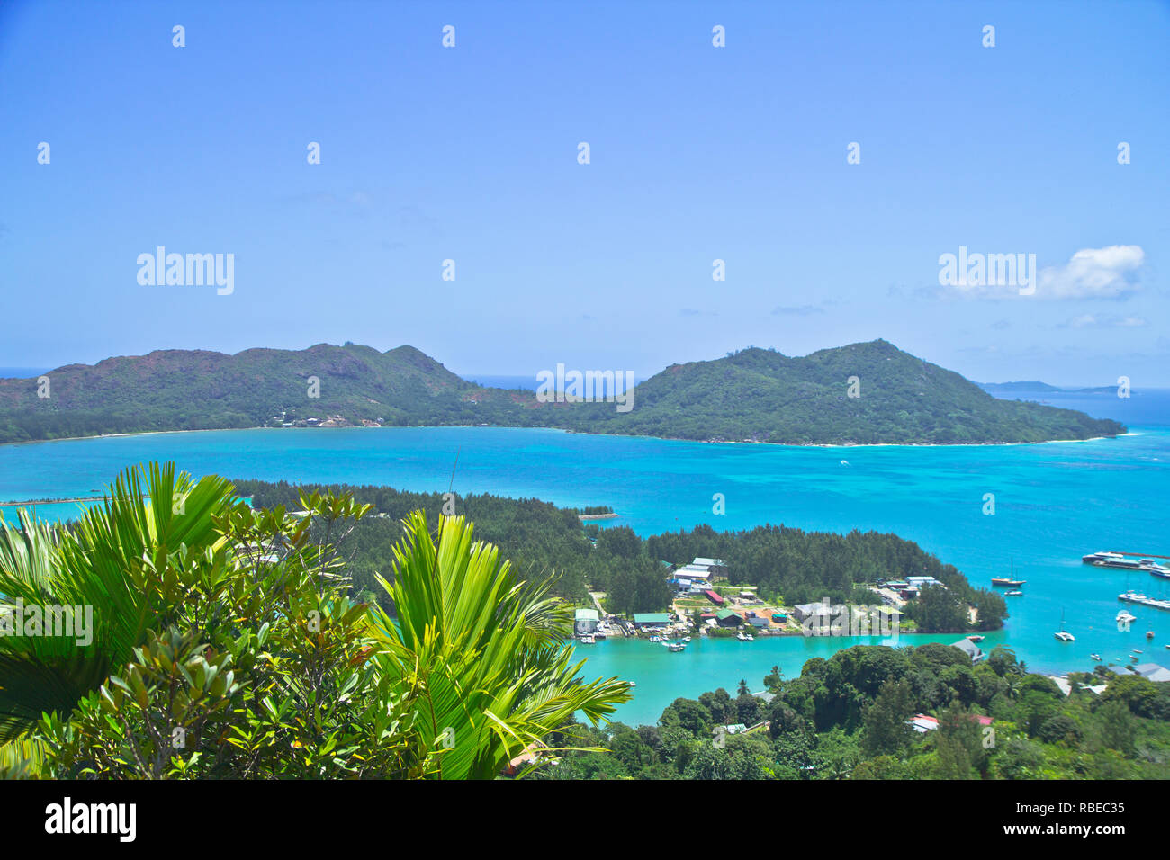 Nut and tree of the coco de mer, a rare species of palm tree native to ...