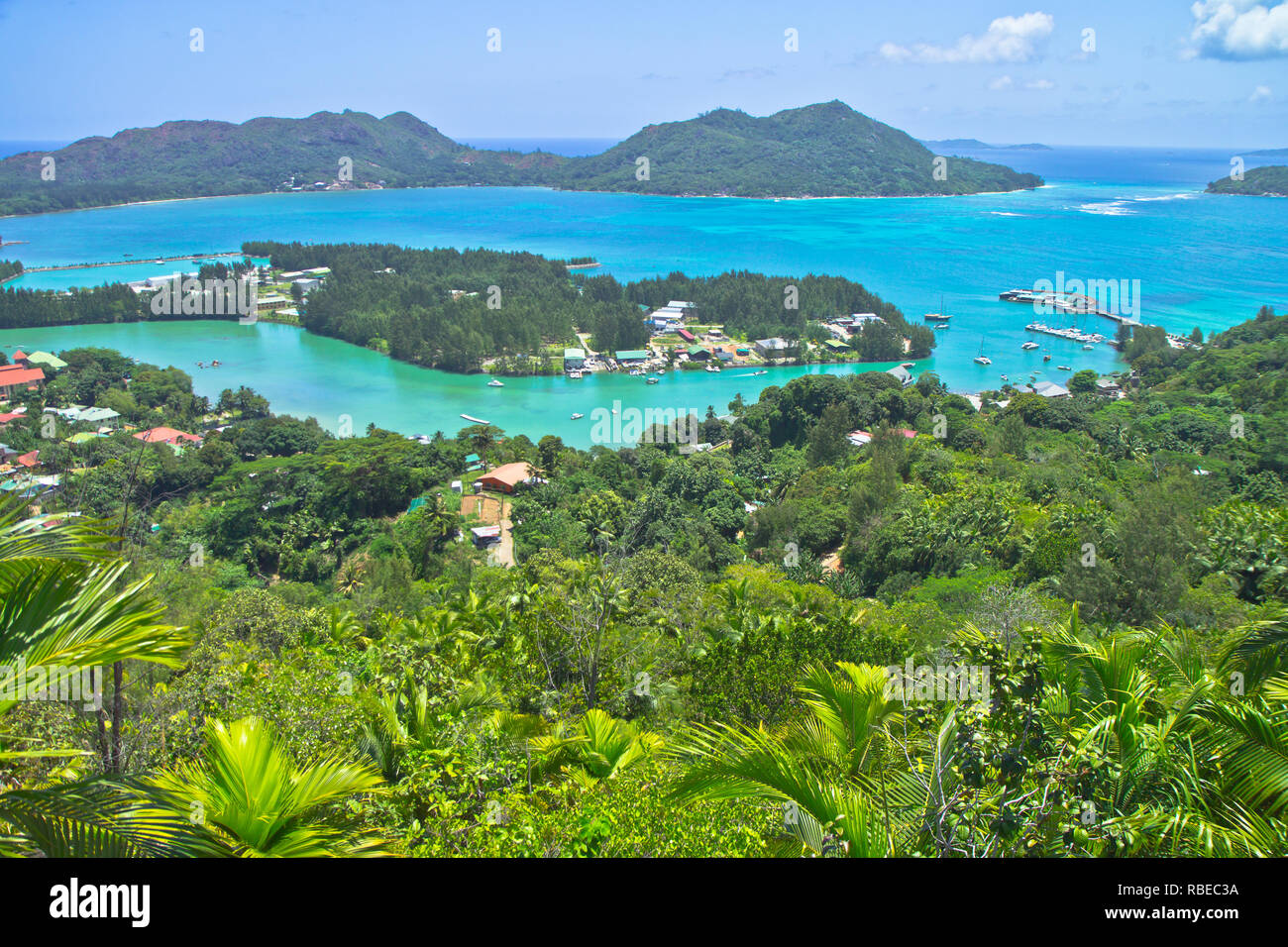 Nut and tree of the coco de mer, a rare species of palm tree native to ...