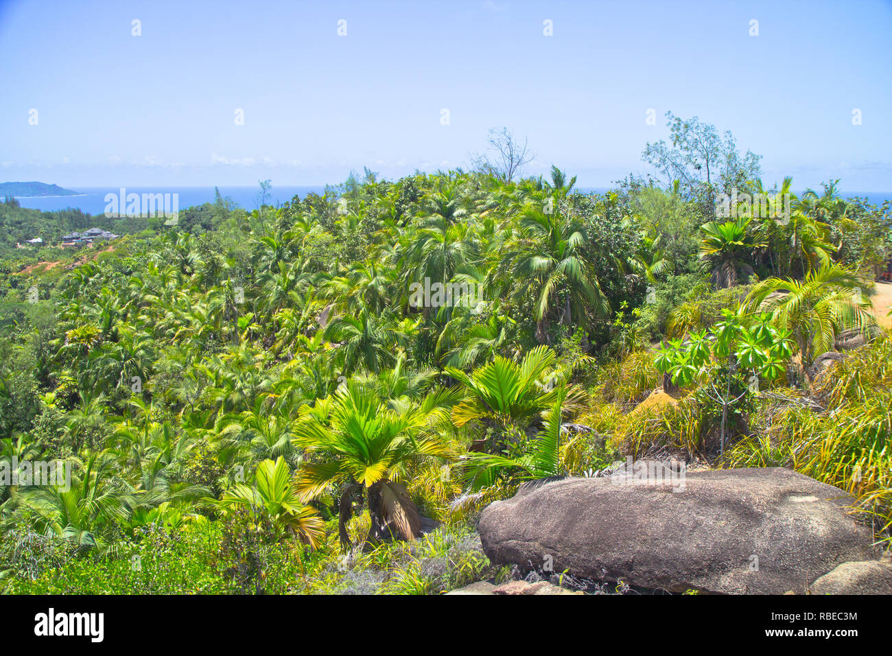 Nut and tree of the coco de mer, a rare species of palm tree native to ...