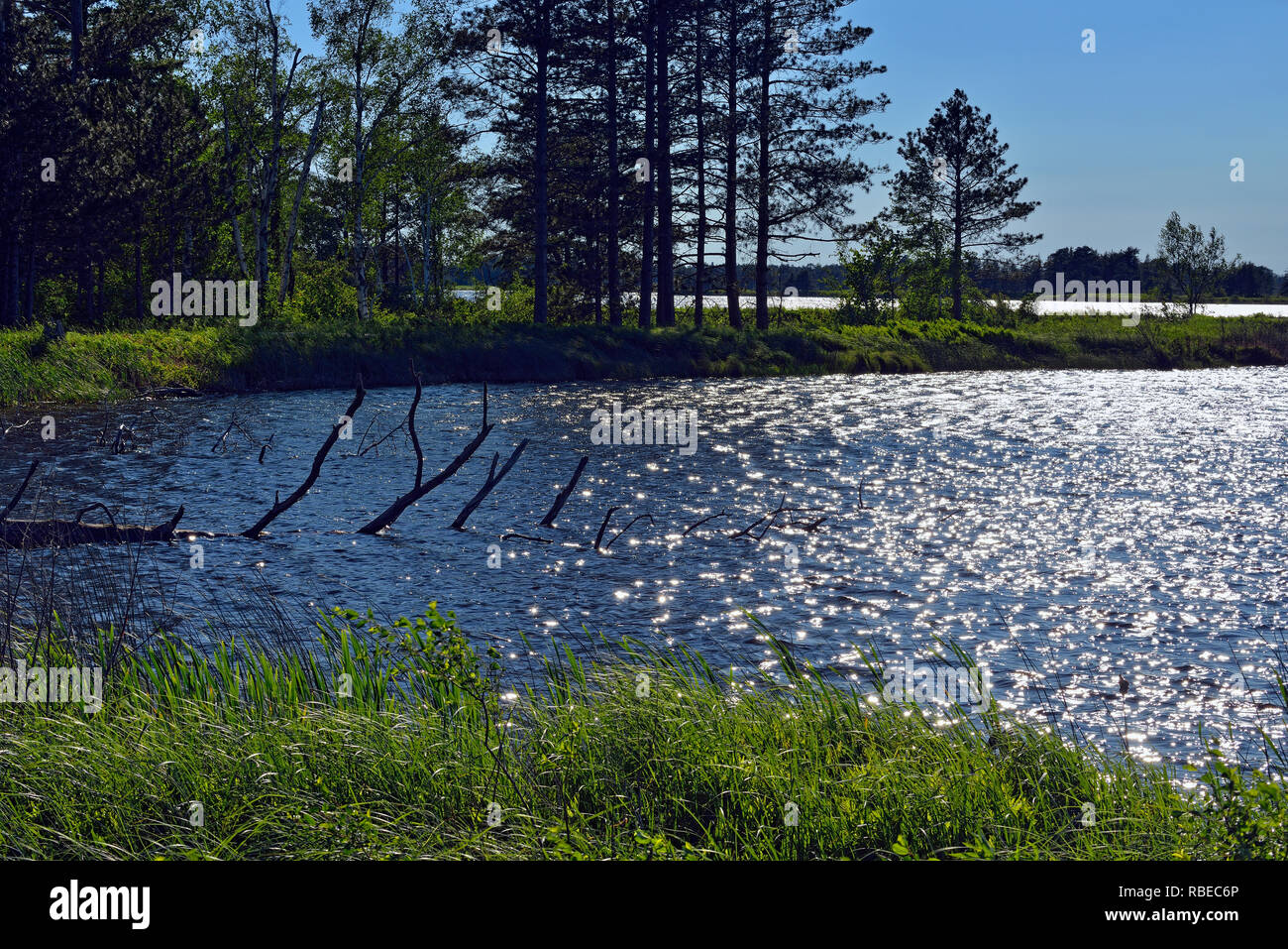 Seney wetlands in early summer, Seney National Wildlife Refuge ...