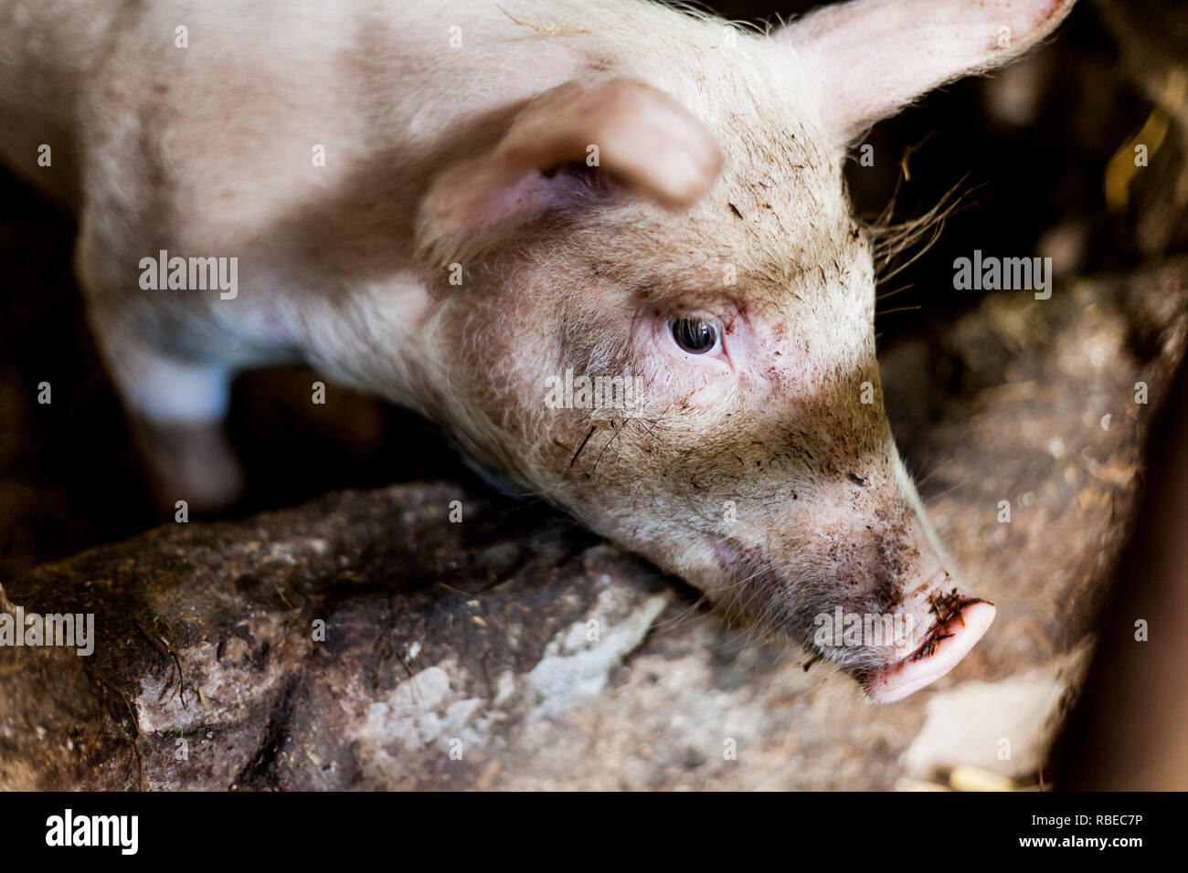Pigglets in the barn with straw on the ground. Hungry pig eating food ...