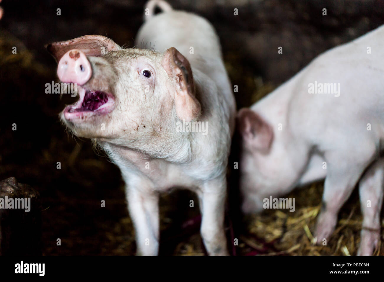Muddy pigs on the farm eating from the ground. Farm and food image ...
