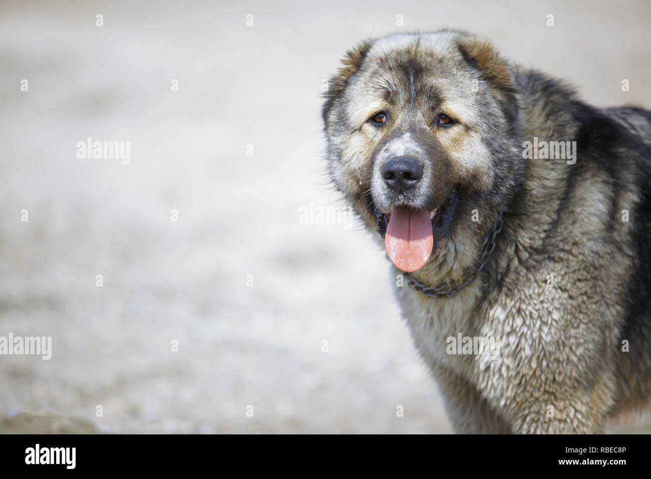Central asian shepherd dog hi-res stock photography and images - Alamy