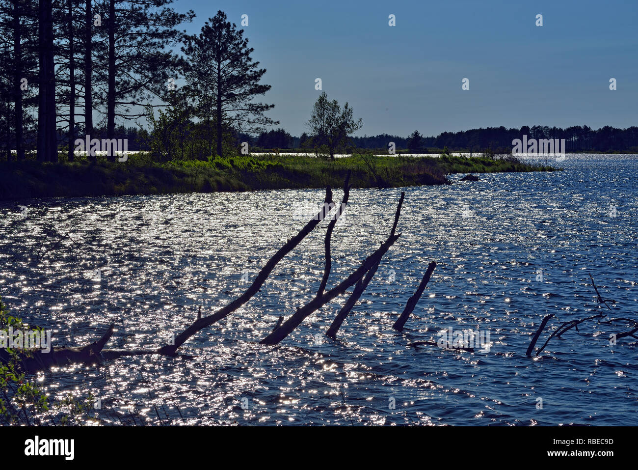 Seney wetlands in early summer, Seney National Wildlife Refuge ...