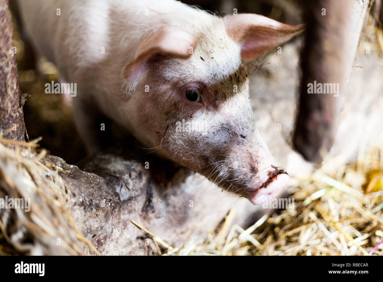 Pigglets in the barn with straw on the ground. Food production concept ...