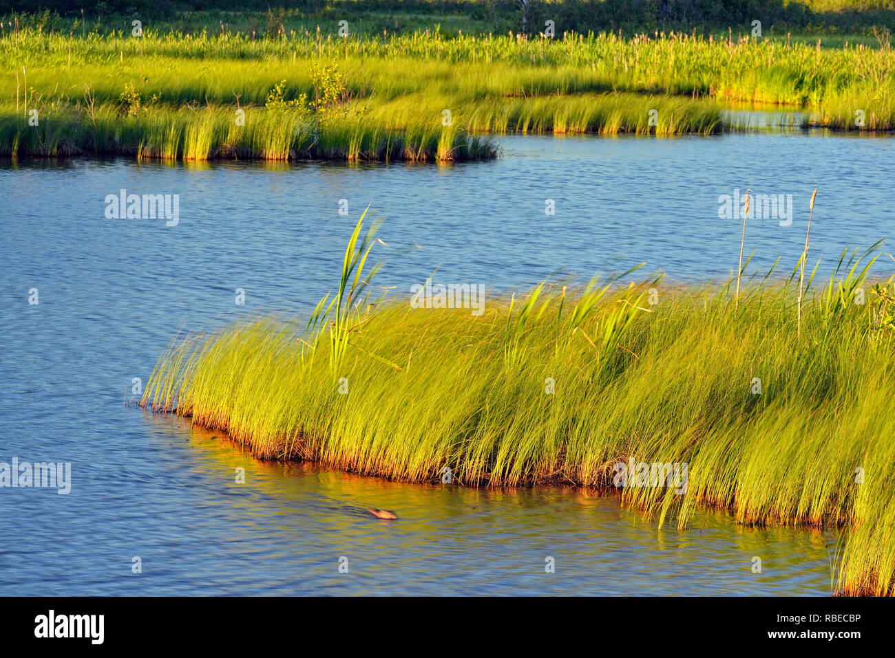 Seney wetlands in early summer, Seney National Wildlife Refuge ...
