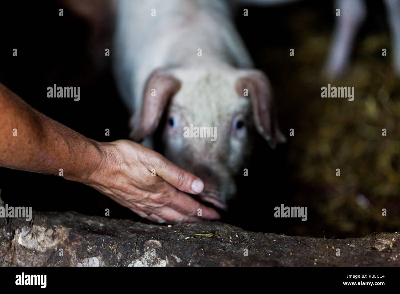 Farmer feeding pigs on the farm. Farming concept image with man and ...